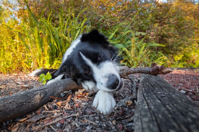Border Collie Sniffing and Chewing Stick Stock Image - Image of park ...