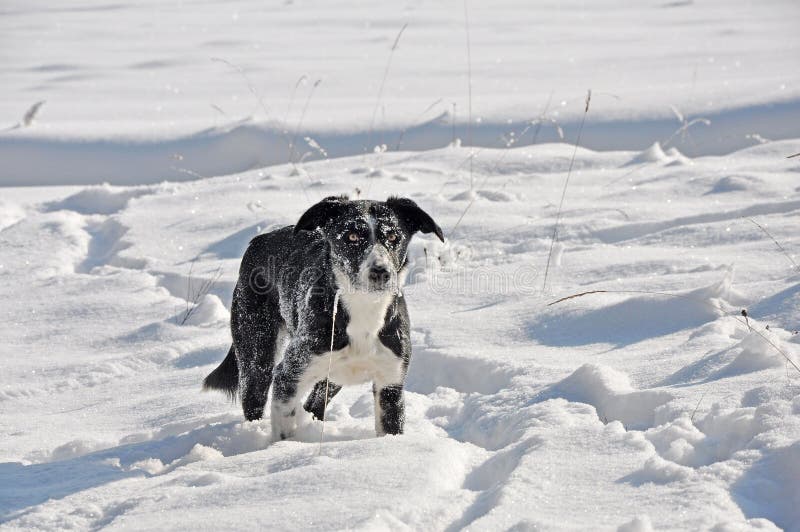 Border collie in snow stock photo. Image of snow, border - 12345474
