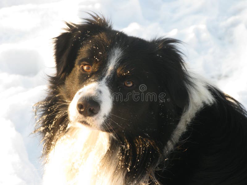 Border collie in the snow stock photo. Image of friend - 38253826