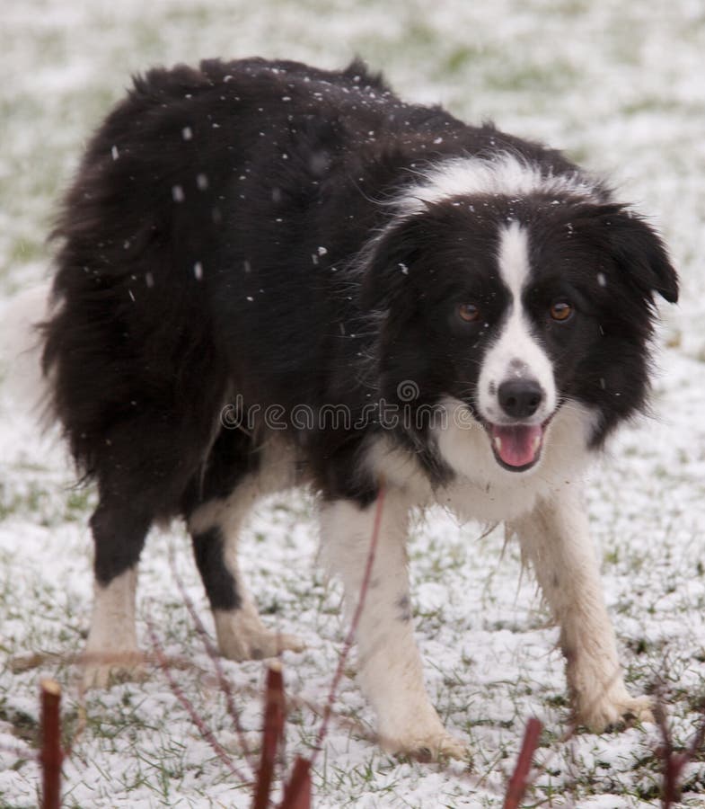 Border Collie in Snow stock image. Image of field, watching - 8421743