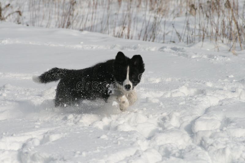 Border collie, Snow Puppy stock image. Image of fast, jump - 8512713