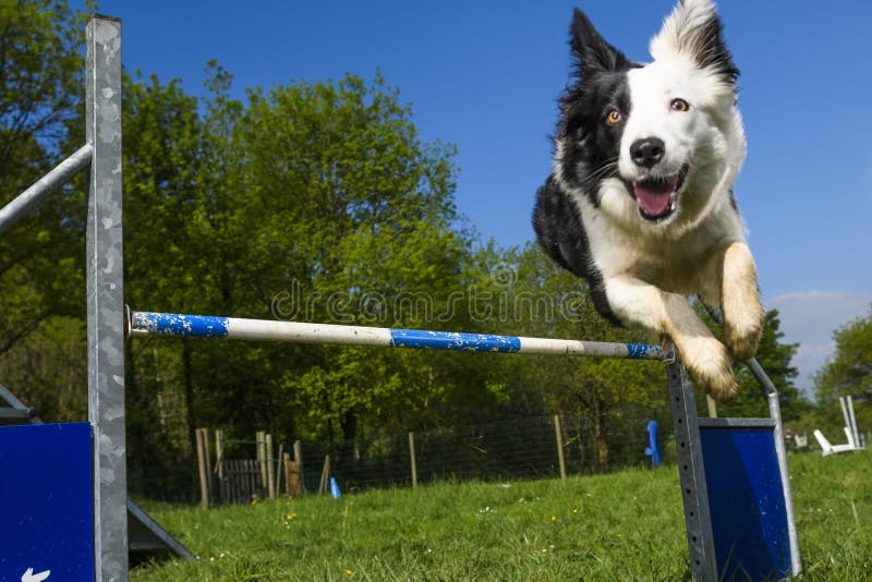 Border Collie in the Sport of Agility Stock Image - Image of canine ...