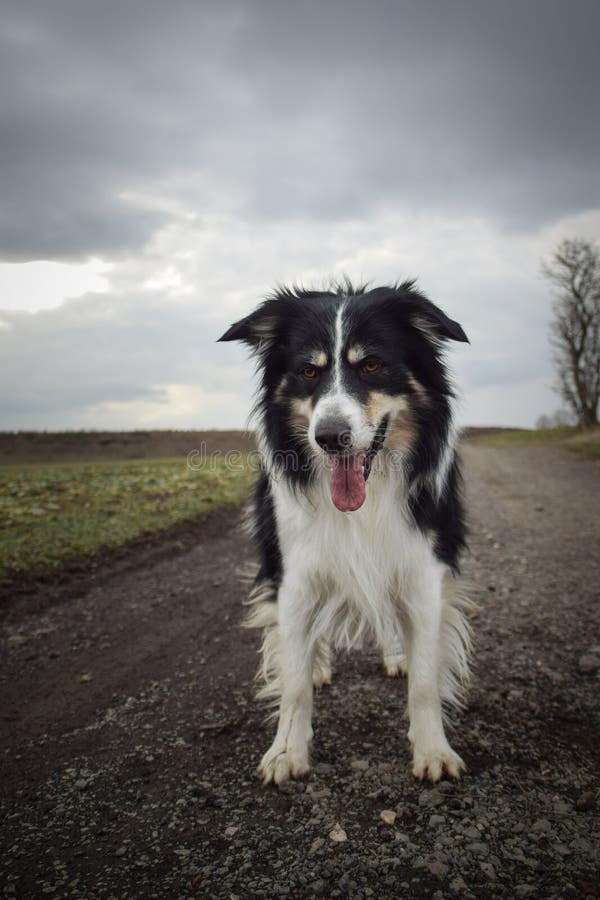 Border Collie is Standing in the Grass. Stock Image - Image of agility ...