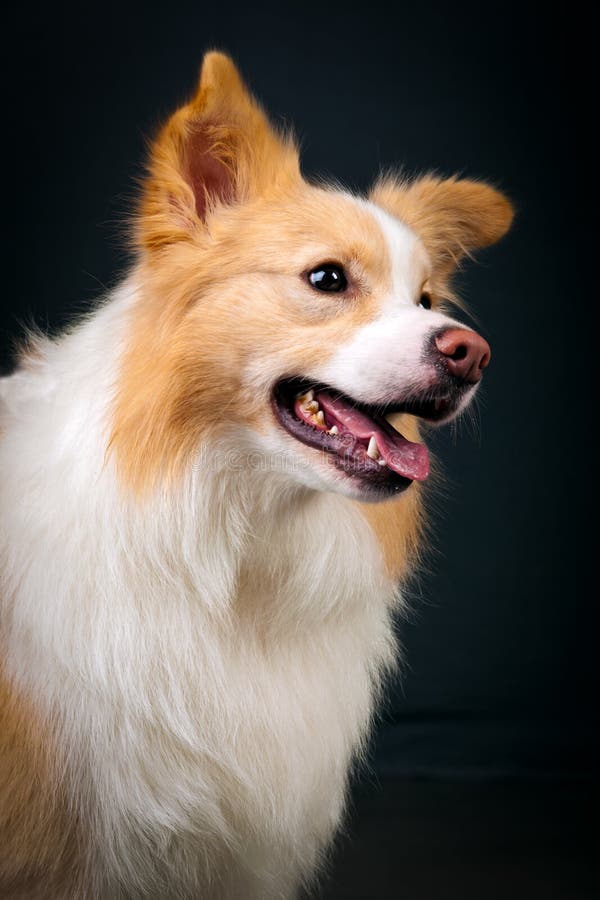 Border collie puppy stock photo. Image of breed, purebred - 24791728