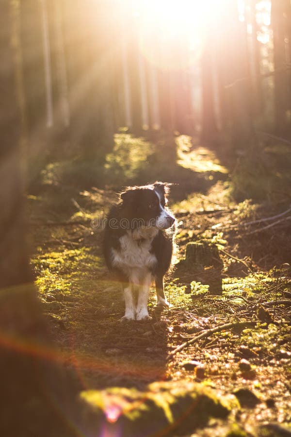 Border Collie during Sunrise. Border Collie in Summer Stock Photo ...