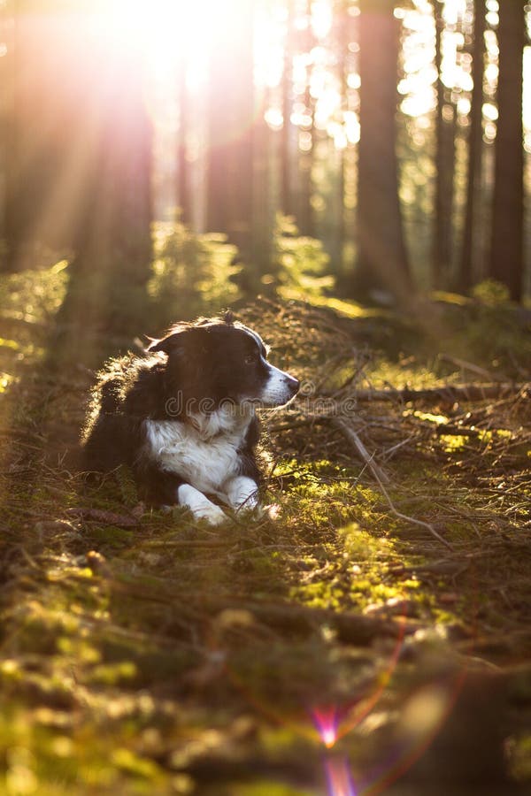 Border Collie during Sunrise. Border Collie in Summer Stock Photo ...