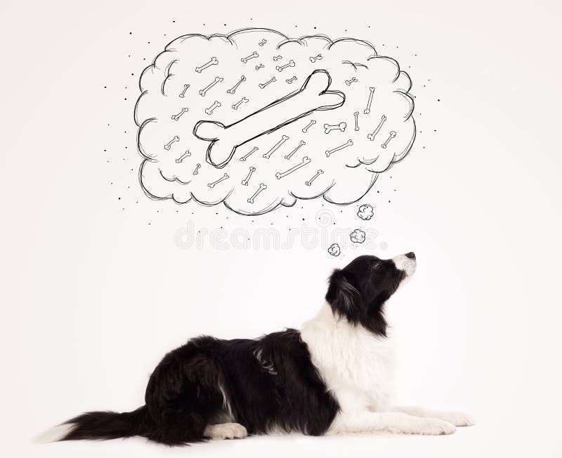 Border Collie with Thought Bubble Thinking about a Bone Stock Photo ...