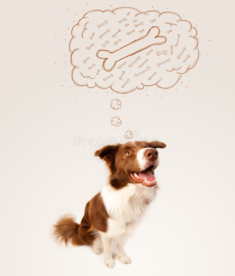 Border Collie with Thought Bubble Thinking about a Bone Stock Image ...