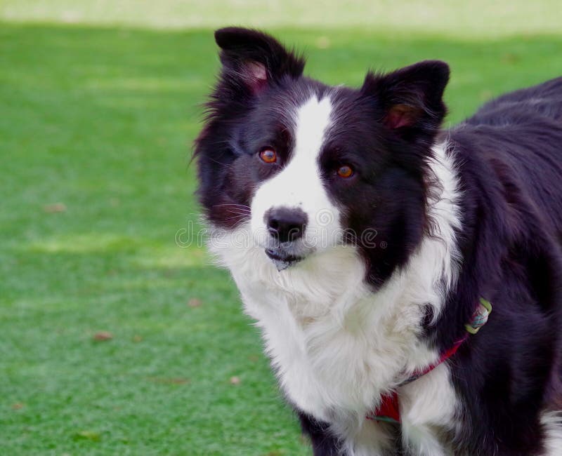 Border Collie Tilting Head at Park Stock Photo - Image of breed ...