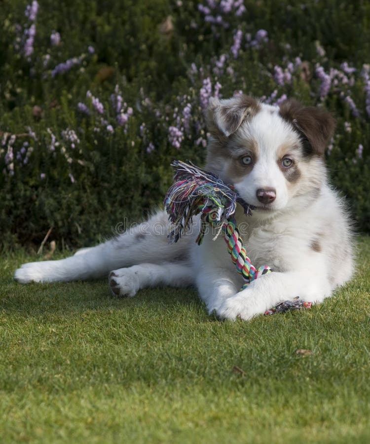 Border collie with toy stock image. Image of drool, eyes - 19420777