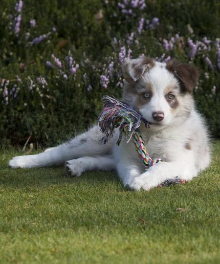 Border collie with toy stock image. Image of drool, eyes - 19420777