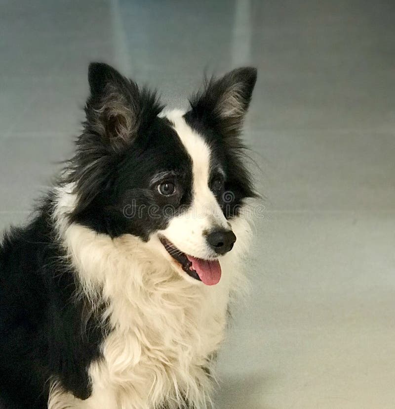 Border Collie Upper Body Side. Stock Image - Image of lively, portrait ...