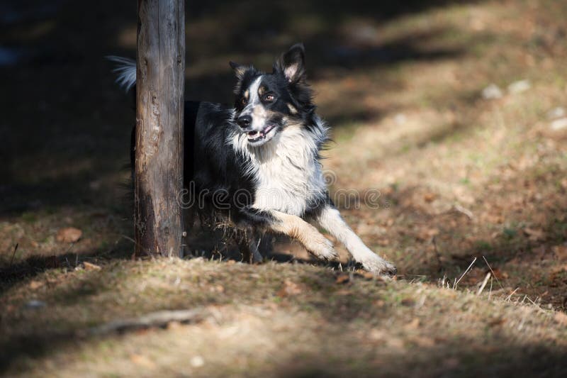 Border Collie Va Autour Du Poteau Image stock - Image du intelligent ...