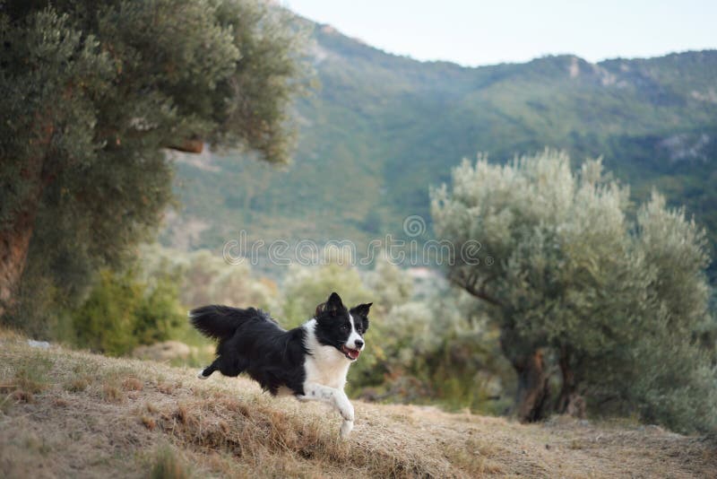 Border Collie Walking on Hillside Stock Image - Image of outdoor ...