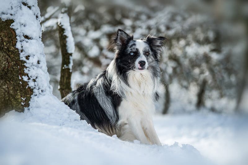 Border Collie in Winter Landscape Stock Image - Image of space, tree ...