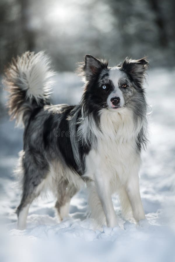 Border Collie in Winter Landscape Stock Photo - Image of breed, outdoor ...