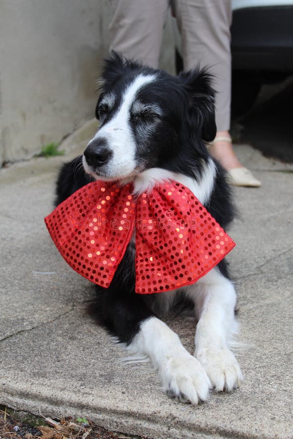 Border Collie Y Su Arco Rojo Foto de archivo - Imagen de pastor ...