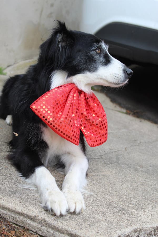 Border Collie Y Su Arco Rojo Foto de archivo - Imagen de doméstico ...