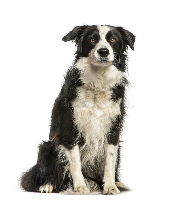 Border Collie, 4 years old stock photo. Image of themes - 141763966