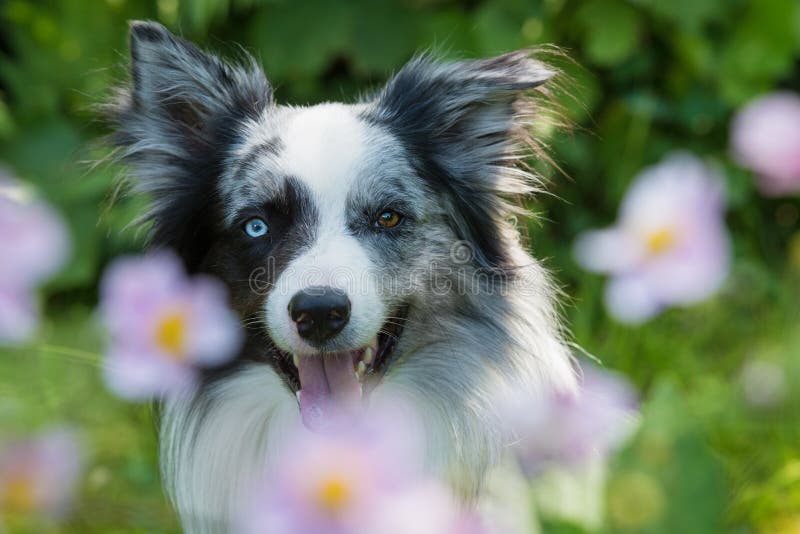 Portrait Of A Border Collie Between Pink Flowers Stock Image - Image of ...