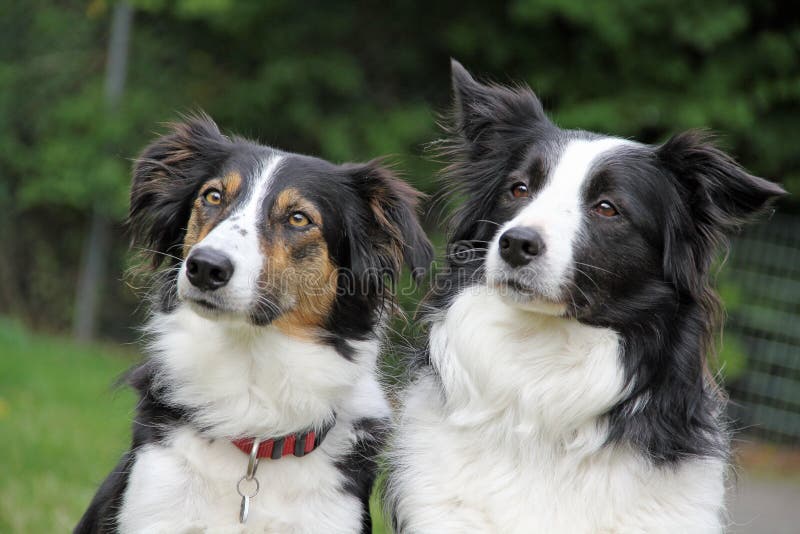 Cute pair of dogs stock image. Image of blue, pets, tilted - 9885881