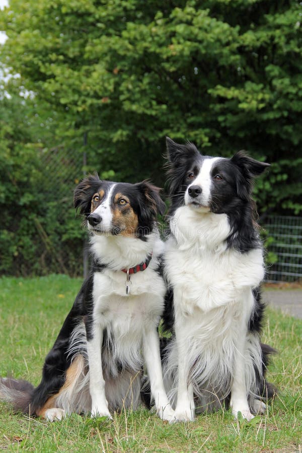 Border collies stock image. Image of cute, border, green - 28727611