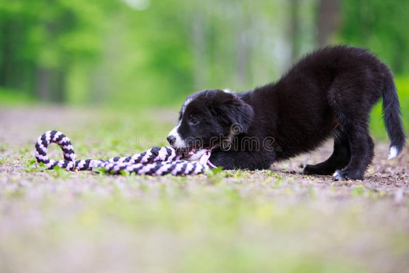 Border collies pack stock photo. Image of obedience, brother - 509770
