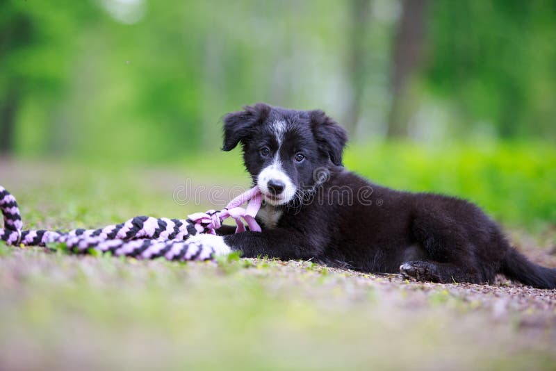 Border collies pack stock photo. Image of obedience, brother - 509770