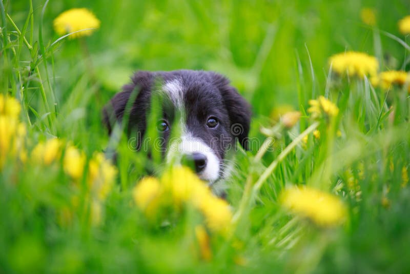 Border collies pack stock photo. Image of obedience, brother - 509770