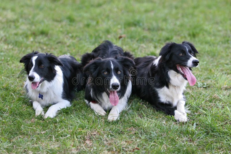 Border collies family stock photo. Image of daughter, nature - 4052948