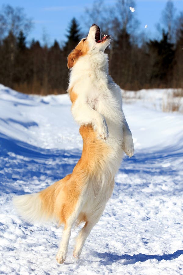 Dog stock image. Image of play, border, spitz, collies - 30038797