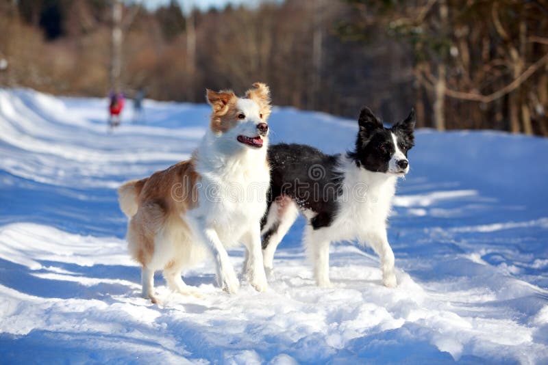 Two Dog stock image. Image of animal, norrbottenspets - 30039199