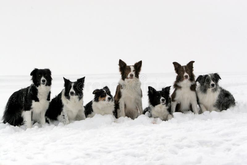 Border collies pack stock photo. Image of obedience, brother - 509770