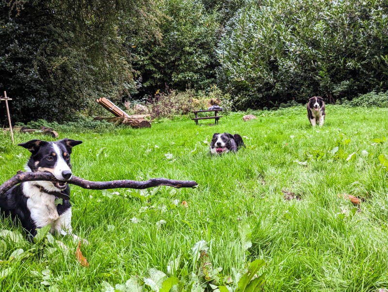 Border Collies Playing in a Field Stock Image - Image of playing ...