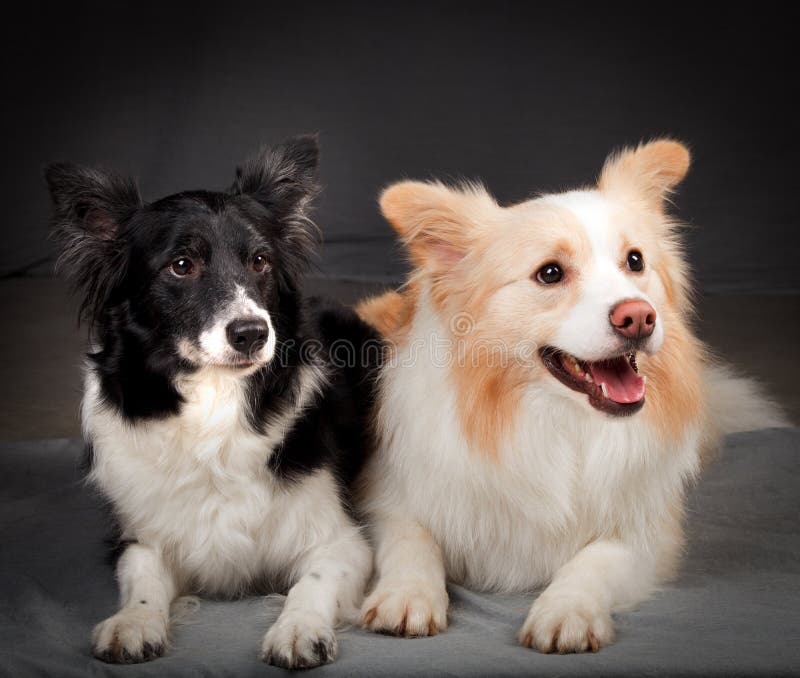 Border Collies stock photo. Image of black, purebred - 93547726