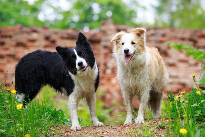 Border Collies stock photo. Image of plant, together - 31384134