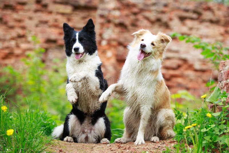 Border collies pack stock photo. Image of obedience, brother - 509770