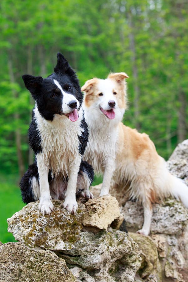 Border Collies Dog Stand on the Rock in Front of Garden Fence and it ...