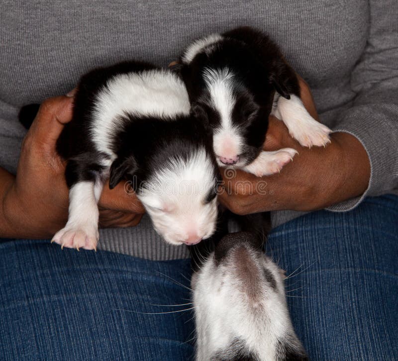 Border colly puppy twins stock image. Image of suckling - 23758503