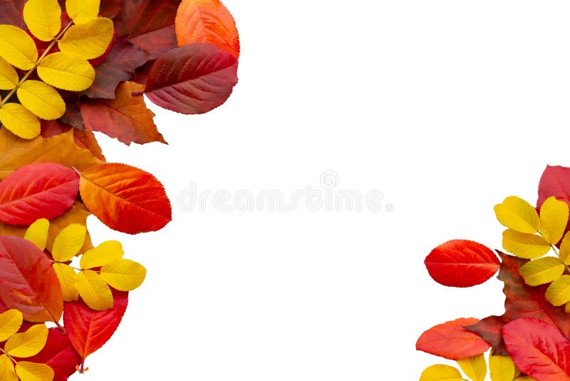 Border of Colorful Autumn Maple Leaves Isolated on White Background ...