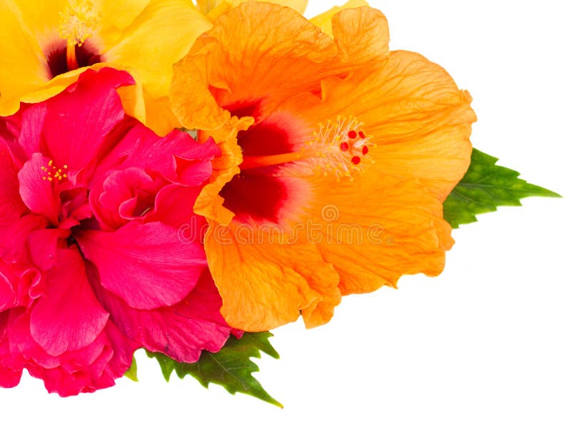 352 Tropical Hibiscus Flowers Border Stock Photos - Free & Royalty-Free ...