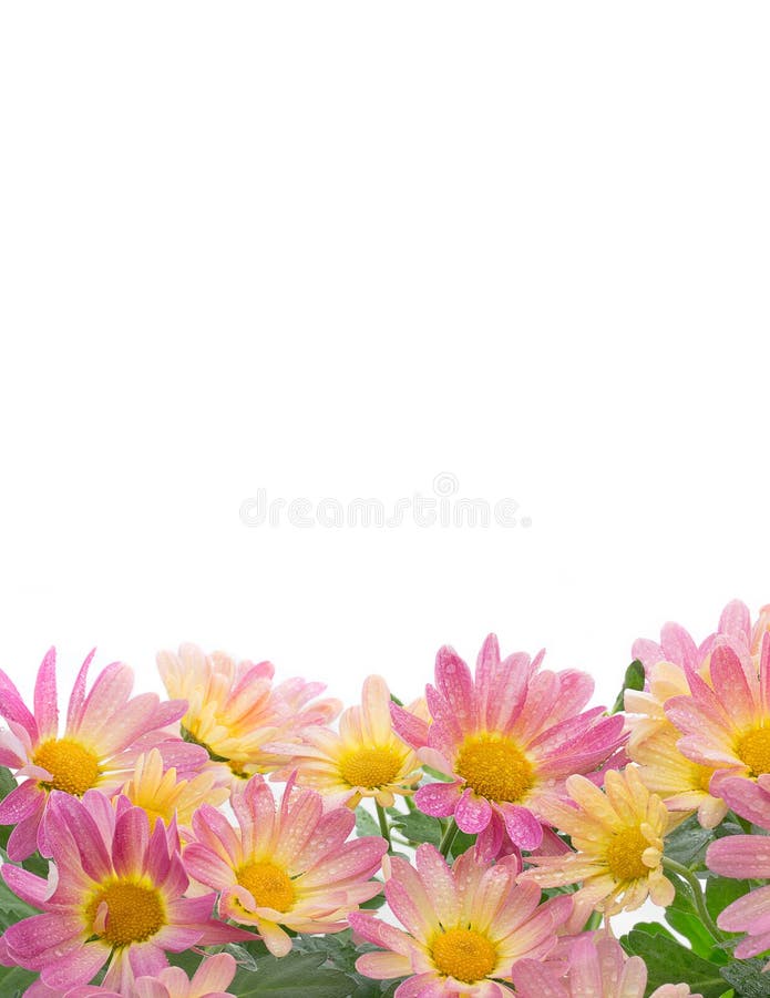 Colorful Mums at a Fall Farmers Market Stock Image - Image of ...
