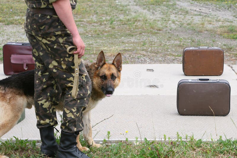 K-9 Dog stock image. Image of protect, guarding, patrol - 6467003