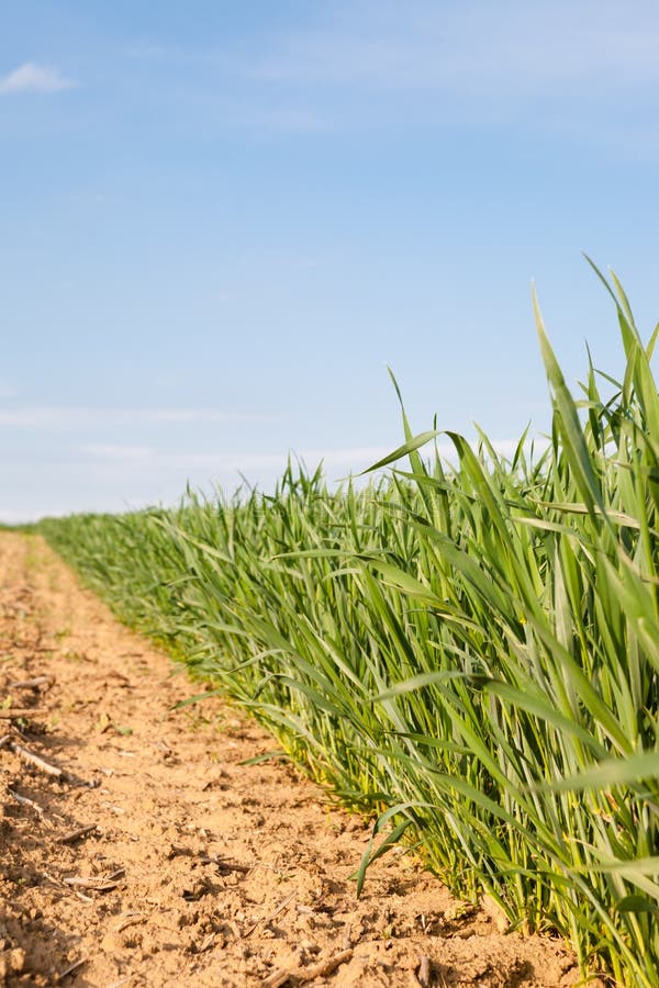 1,088 Corn Field Border Stock Photos - Free & Royalty-Free Stock Photos ...