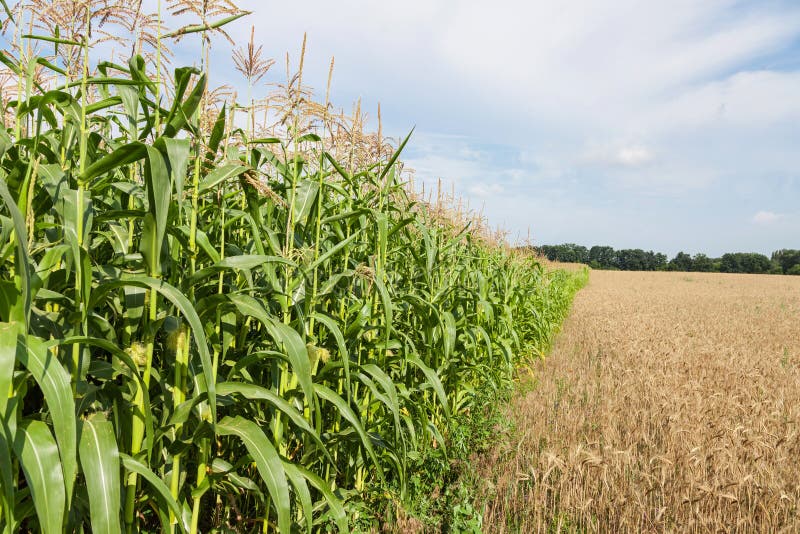 Border Corn and Wheat Fields Stock Photo - Image of farming, border ...