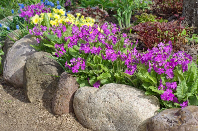 Border, Decorated with Flowering Primroses Stock Image - Image of ...