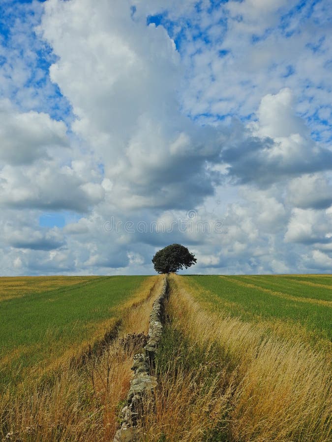 Border fence alone tree stock image. Image of nature - 229116999