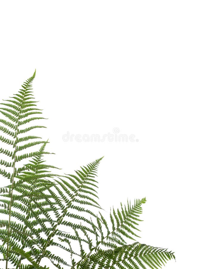 Fern Border, White Background Stock Image - Image of fractal, plant ...