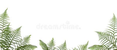 708 Border Ferns Stock Photos - Free & Royalty-Free Stock Photos from ...
