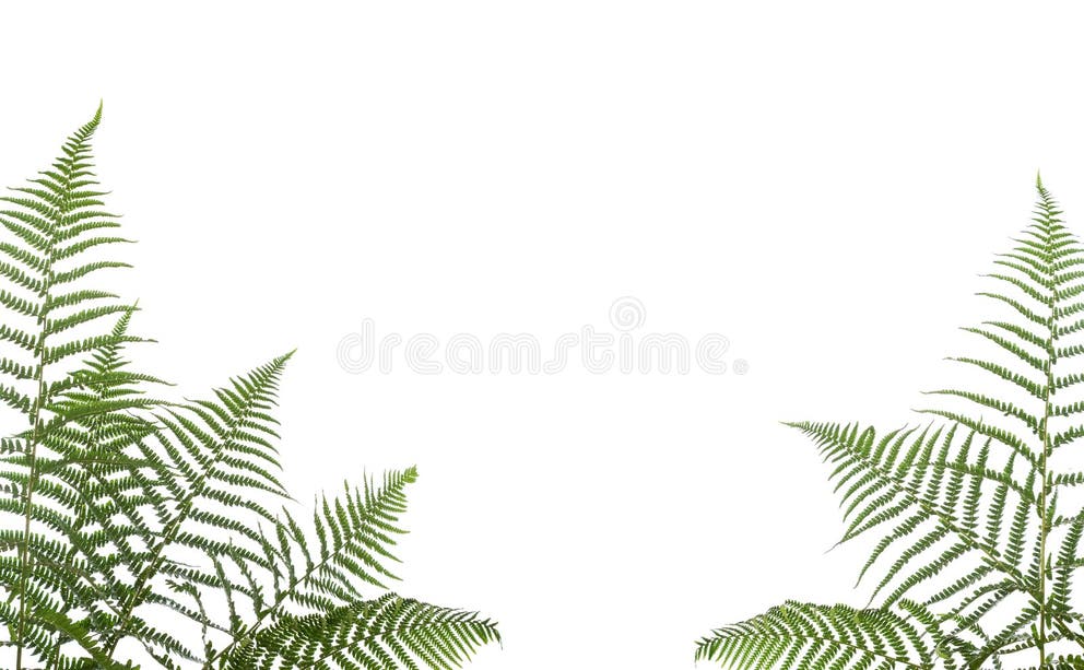 411 Border Ferns Stock Photos - Free & Royalty-Free Stock Photos from ...